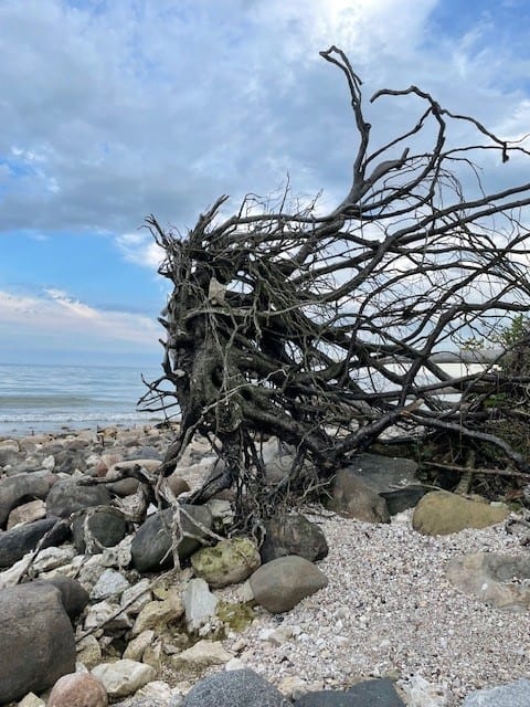 Dawn Arredondo Root Monster by Lake Michigan | Adelman Travel